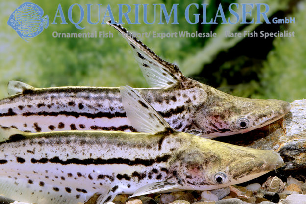Ageneiosus magoi - Aquarium Glaser GmbH
