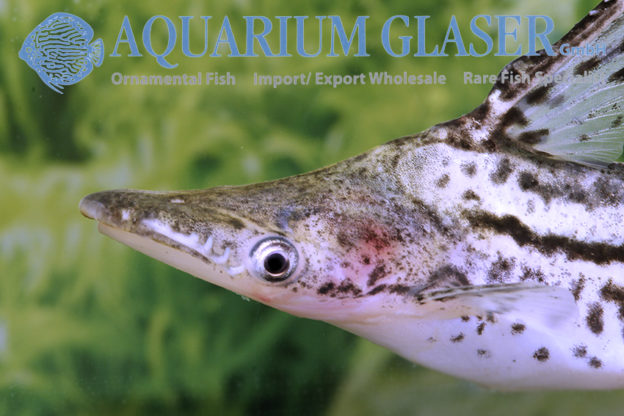 Ageneiosus magoi - Aquarium Glaser GmbH