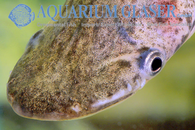 Ageneiosus magoi - Aquarium Glaser GmbH