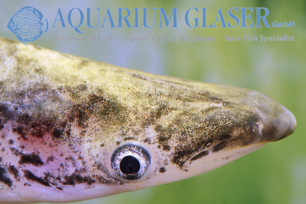 Ageneiosus magoi - Aquarium Glaser GmbH