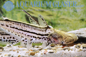 Ageneiosus magoi - Aquarium Glaser GmbH