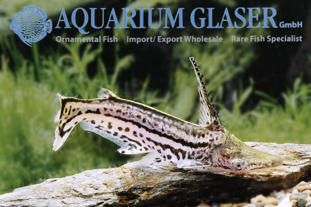 Ageneiosus magoi - Aquarium Glaser GmbH