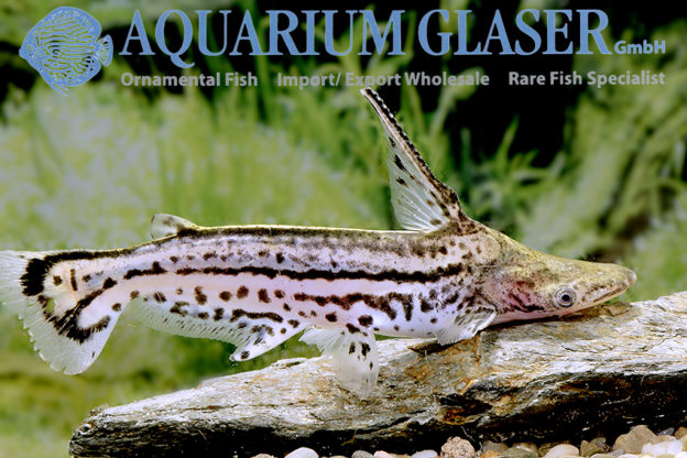 Ageneiosus magoi - Aquarium Glaser GmbH