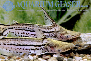 Ageneiosus magoi - Aquarium Glaser GmbH