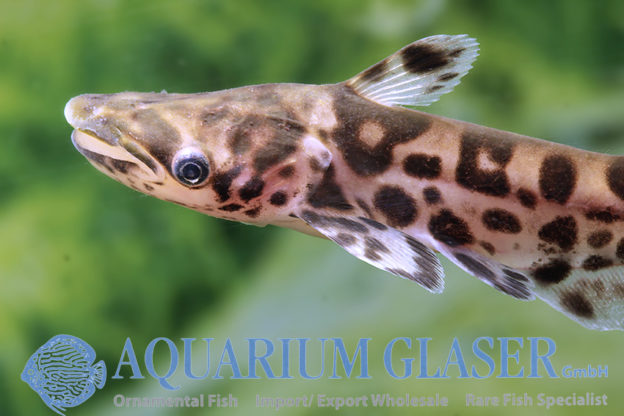 Ageneiosus inermis - Aquarium Glaser GmbH