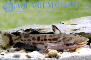 Ageneiosus inermis - Aquarium Glaser GmbH
