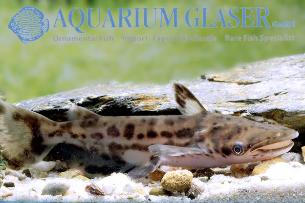 Ageneiosus inermis - Aquarium Glaser GmbH