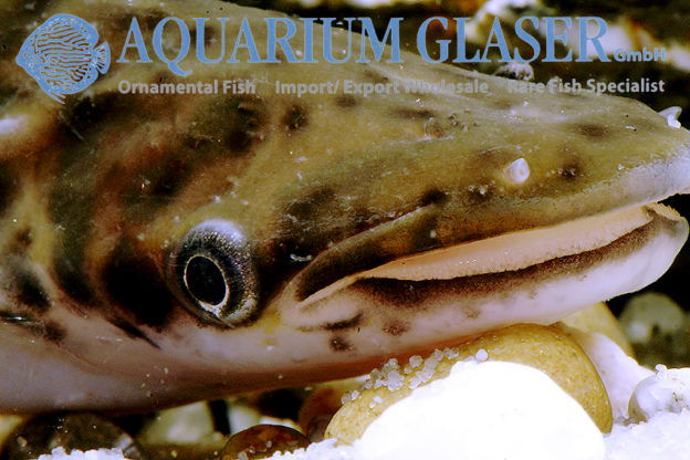 Ageneiosus inermis - Aquarium Glaser GmbH