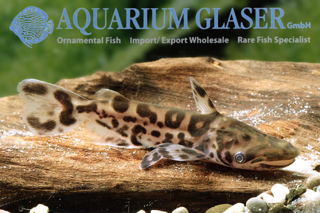 Ageneiosus inermis - Aquarium Glaser GmbH