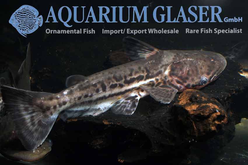 10. Catfishes - Page 5 of 8 - Aquarium Glaser GmbH
