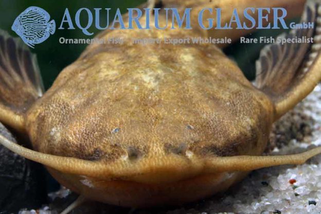 Xyliphius cf. lepturus - Aquarium Glaser GmbH