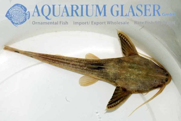 Xyliphius cf. lepturus - Aquarium Glaser GmbH