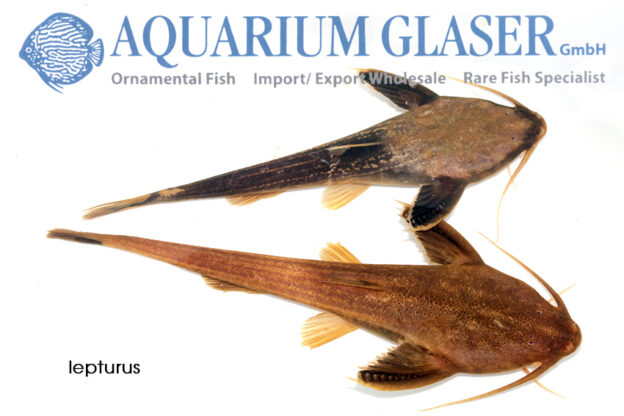 Xyliphius cf. lepturus and X. cf. melanurus - Aquarium Glaser GmbH
