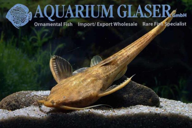 Xyliphius cf. lepturus - Aquarium Glaser GmbH