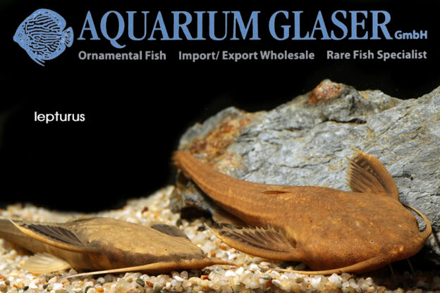 Xyliphius cf. lepturus and X. cf. melanurus - Aquarium Glaser GmbH