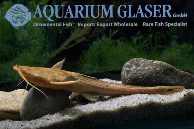 Xyliphius cf. lepturus - Aquarium Glaser GmbH