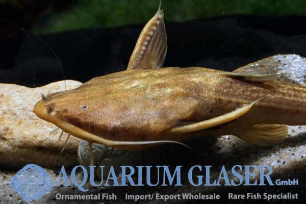 Xyliphius cf. lepturus - Aquarium Glaser GmbH