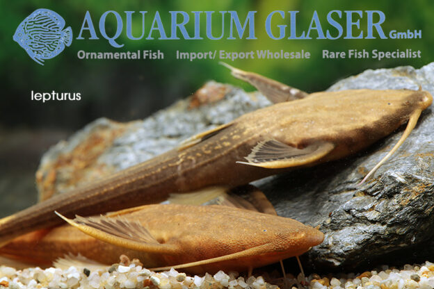 10. Catfishes - Aquarium Glaser GmbH