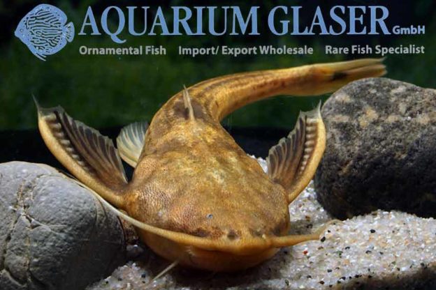 Xyliphius cf. lepturus - Aquarium Glaser GmbH