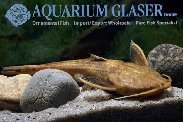 Xyliphius cf. lepturus - Aquarium Glaser GmbH