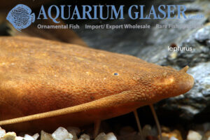 Xyliphius cf. lepturus and X. cf. melanurus - Aquarium Glaser GmbH