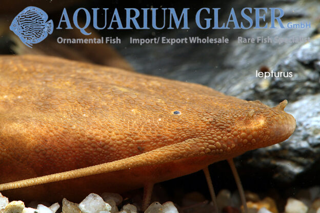 Xyliphius cf. lepturus and X. cf. melanurus - Aquarium Glaser GmbH