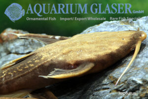 Xyliphius cf. lepturus and X. cf. melanurus - Aquarium Glaser GmbH