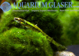 Herzlich willkommen auf der Website von Aquarium Glaser - Aquarium ...