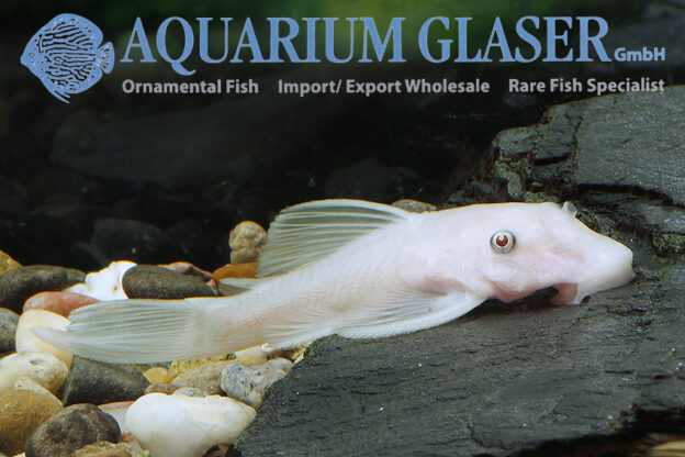 Fish Archive - Aquarium Glaser GmbH