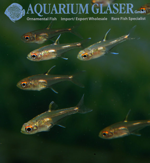 Aphyoditeinae gen. sp. Morse tetra - Aquarium Glaser GmbH