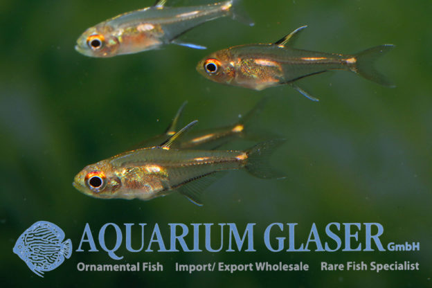 Aphyoditeinae gen. sp. Morse tetra - Aquarium Glaser GmbH