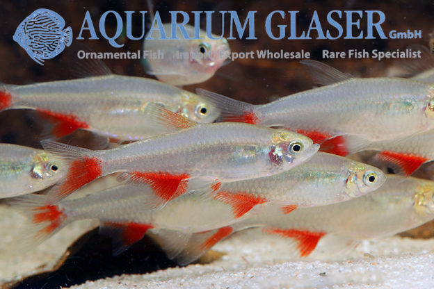 09. Characoids: tetra relationship - Aquarium Glaser GmbH