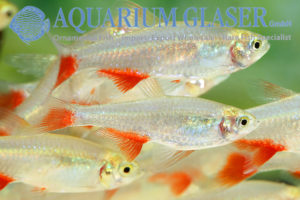 Aphyocharax anisitsi - Aquarium Glaser GmbH