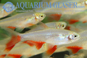 Aphyocharax anisitsi - Aquarium Glaser GmbH