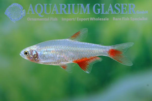 Aphyocharax anisitsi - Aquarium Glaser GmbH