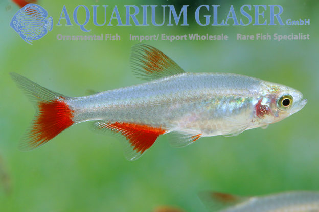 Aphyocharax anisitsi - Aquarium Glaser GmbH