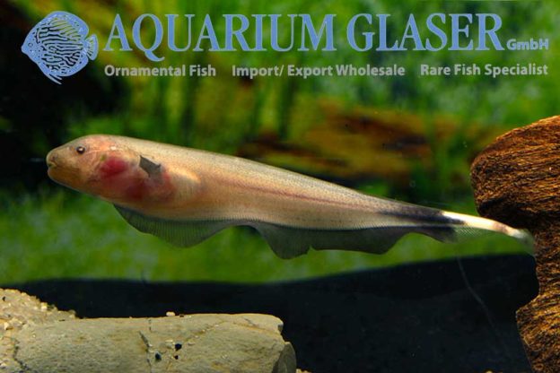 11. Gymnotiformes: Knifefishes of the New World - Aquarium Glaser GmbH