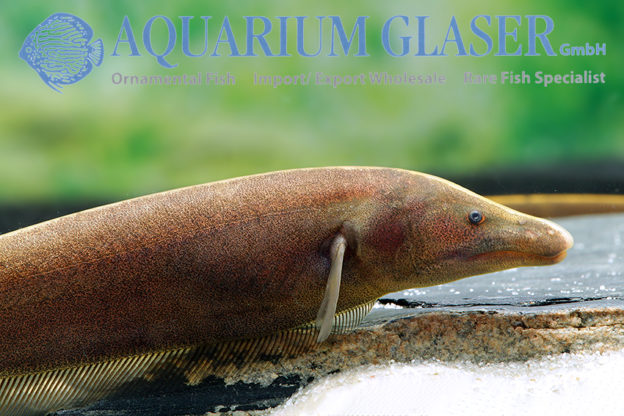 11. Gymnotiformes: Knifefishes of the New World - Aquarium Glaser GmbH