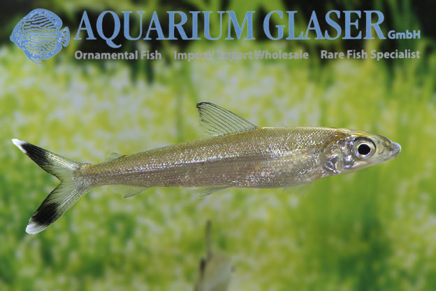 Argonectes longiceps - Aquarium Glaser GmbH