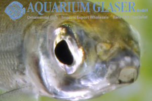 Argonectes longiceps - Aquarium Glaser GmbH