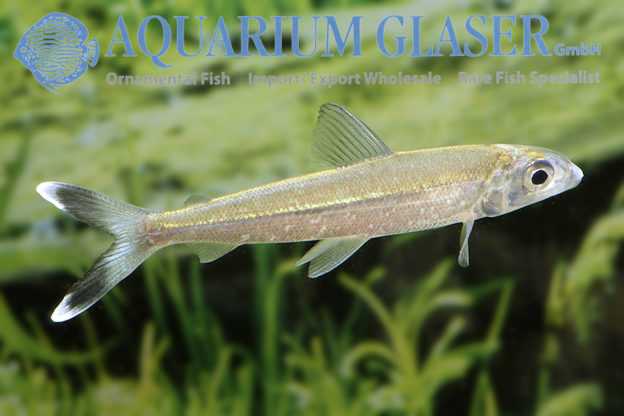 Argonectes longiceps - Aquarium Glaser GmbH