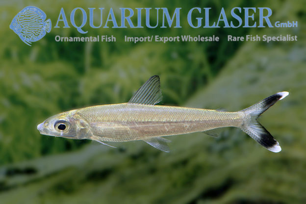 Argonectes longiceps - Aquarium Glaser GmbH