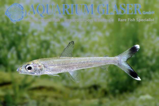 Argonectes longiceps - Aquarium Glaser GmbH