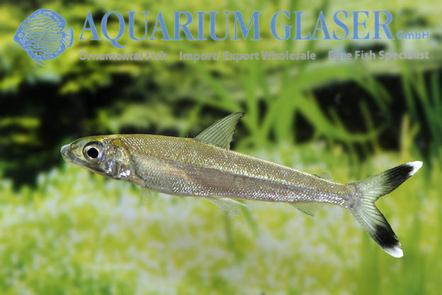 Argonectes longiceps - Aquarium Glaser GmbH