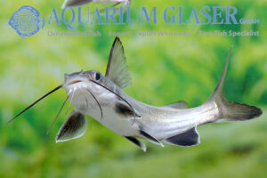 Ariopsis simonsi (früher Arius jordani oder Hexanematichthys seemanni ...