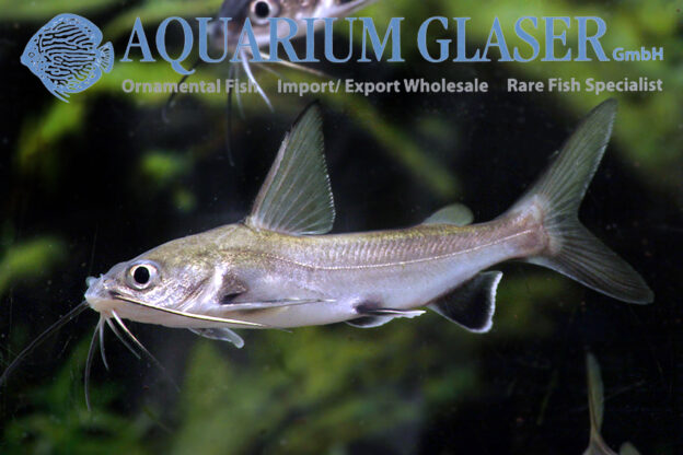 Ariopsis simonsi (früher Arius jordani oder Hexanematichthys seemanni ...