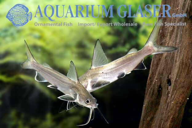 Ariopsis simonsi (früher Arius jordani oder Hexanematichthys seemanni ...