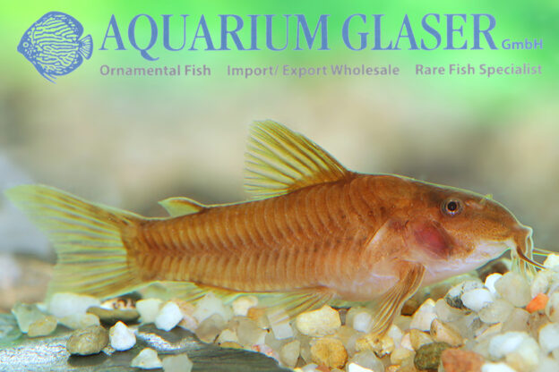 Aspidoras raimundi C125 Red - Aquarium Glaser GmbH