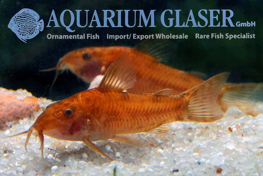 Aspidoras sp. C125 Red - Aquarium Glaser GmbH