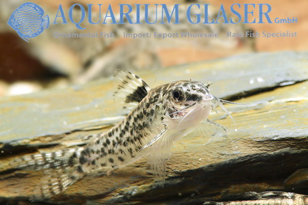 Aspidoras pauciradiatus - Aquarium Glaser GmbH